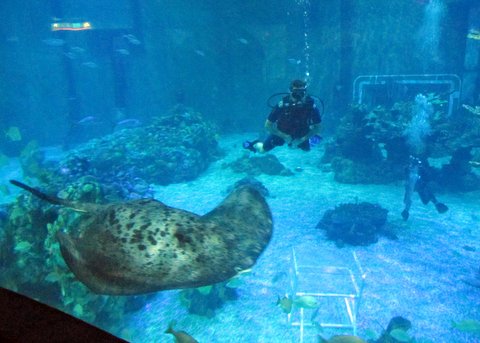 Epcot DiveQuest Tour