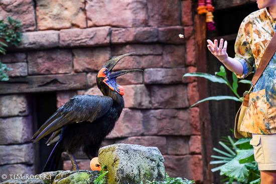 Up! A Great Bird Adventure at Disney's Animal Kingdom