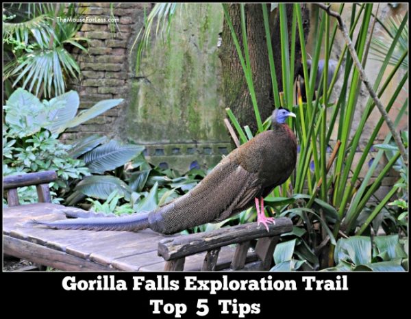 Gorilla Falls Exploration Trail - Africa - Disney's Animal Kingdom