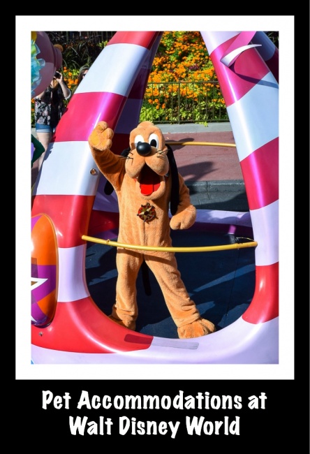 Pet Accommodations at the Walt Disney World Resort